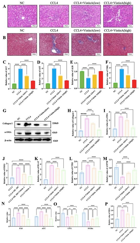 Vitisin A inhibits liver fibrosis by promoting Nrf2/HO-1 pathway and ...
