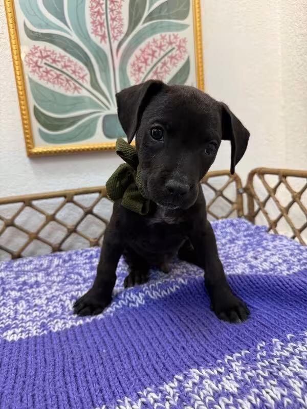 🐶 Playful, Gentle & Loyal Dogs Ready for Adoption in Portland - NewsBreak