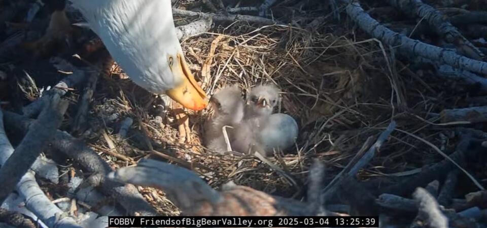 Congrats to Jackie & Shadow: The New Eaglets Have Arrived - NewsBreak