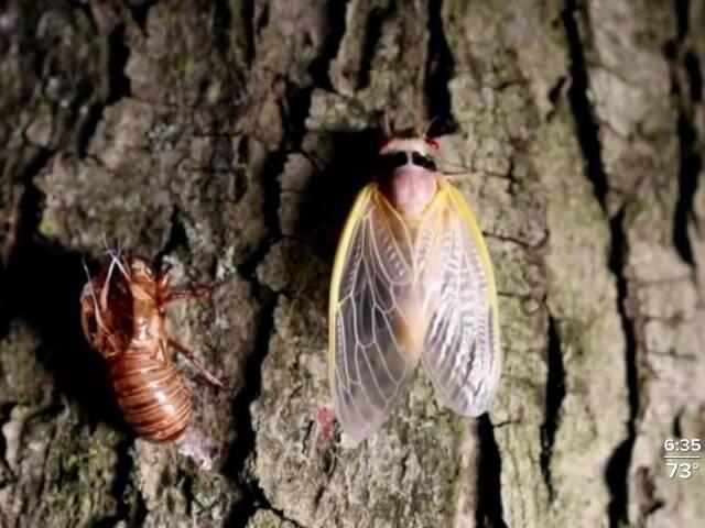 Hey Floridians, no need to bug out!