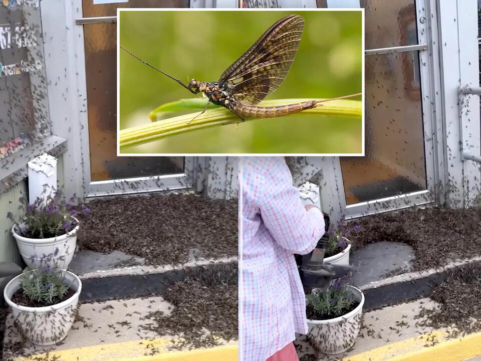 Ohioans use wind blowers and snowplows to clear ‘trillions’ of dead ...