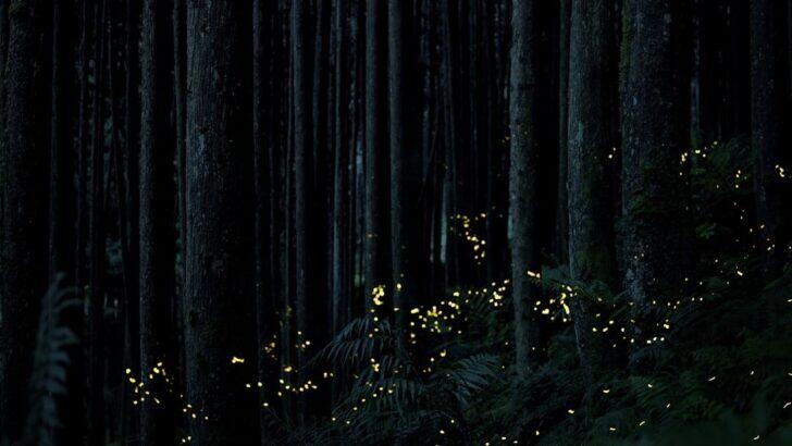 What It Means When Fireflies Disappear From Your Yard After Years Of ...