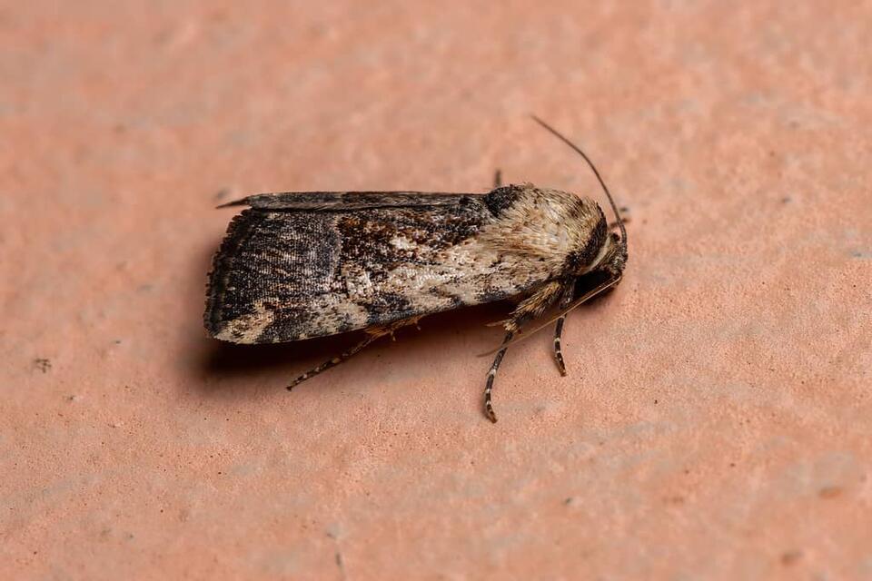 Discover the 8 Smallest Insects in the World - NewsBreak