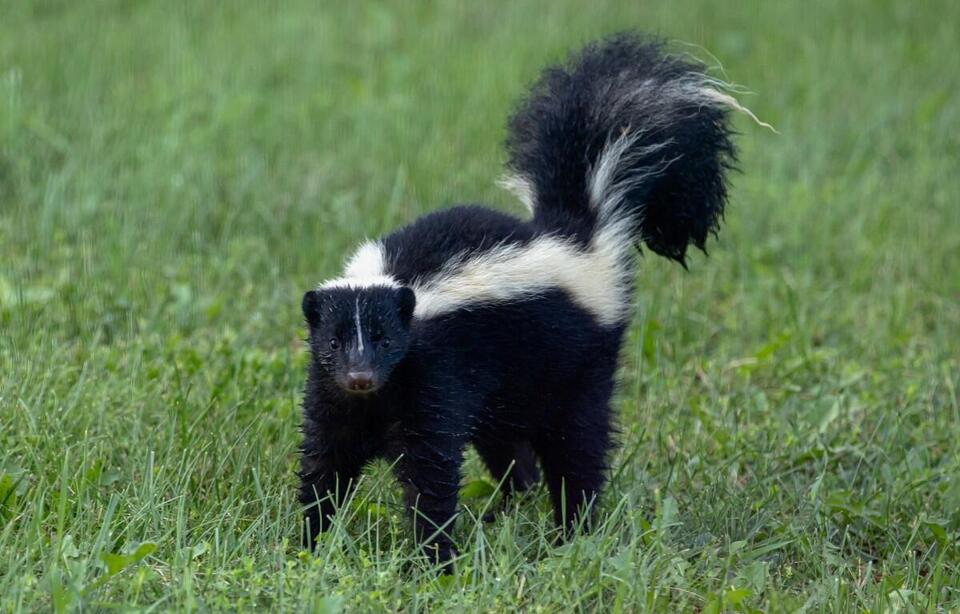 South Hopkinsville has spike in skunk sightings, police take action for ...