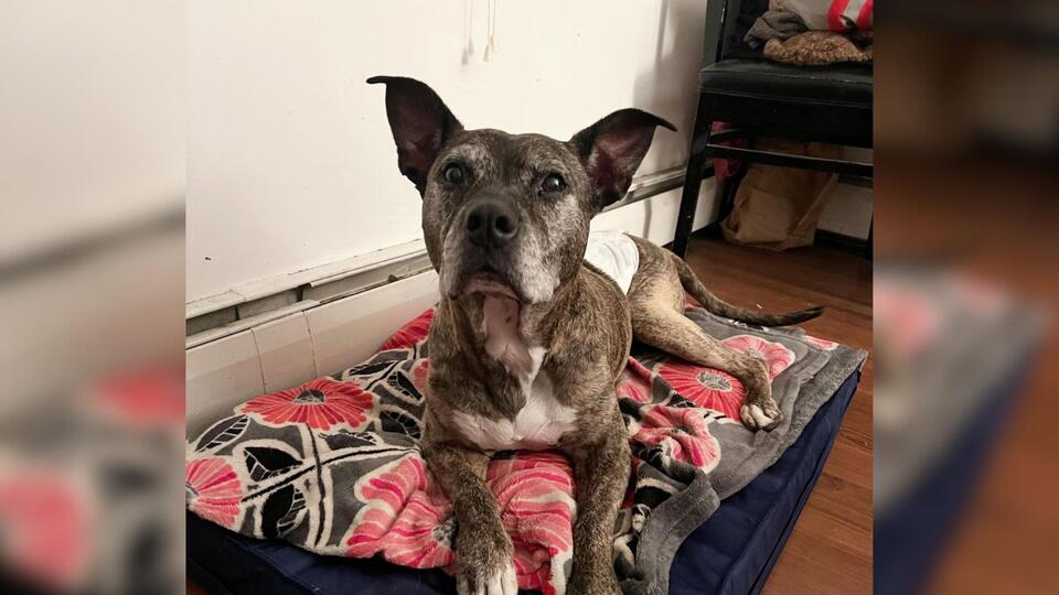 Senior Pup Abandoned On The Streets Of Florida Is Overjoyed To Get A ...