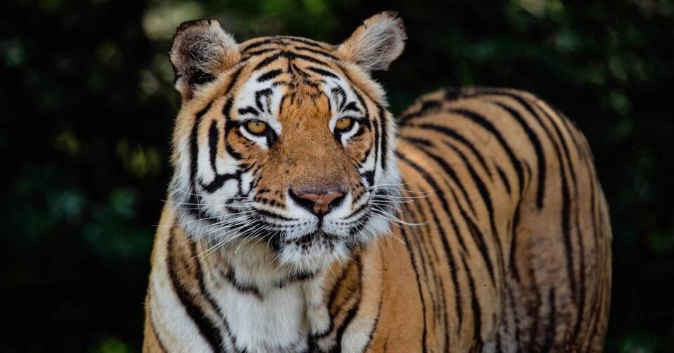 Tiger Handler Fatally Mauled At Oklahoma Preserve Newsbreak
