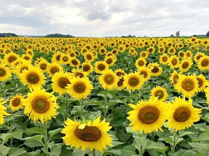 6 Stunning Sunflower Fields In Wisconsin That Look Like A Dream