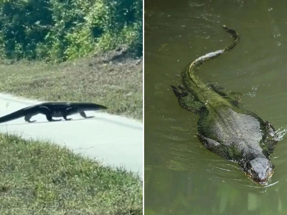 I thought a Florida alligator was walking near me and my daughter on ...