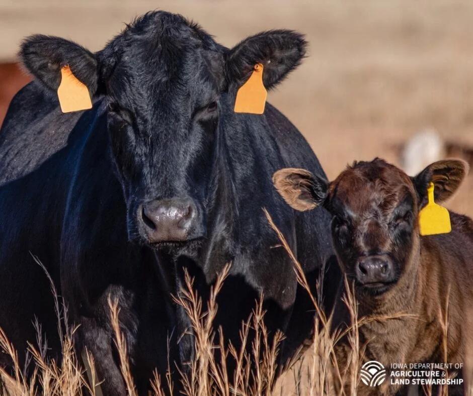 Texas cattle industry facing crisis after wildfires, avian flu hit ...