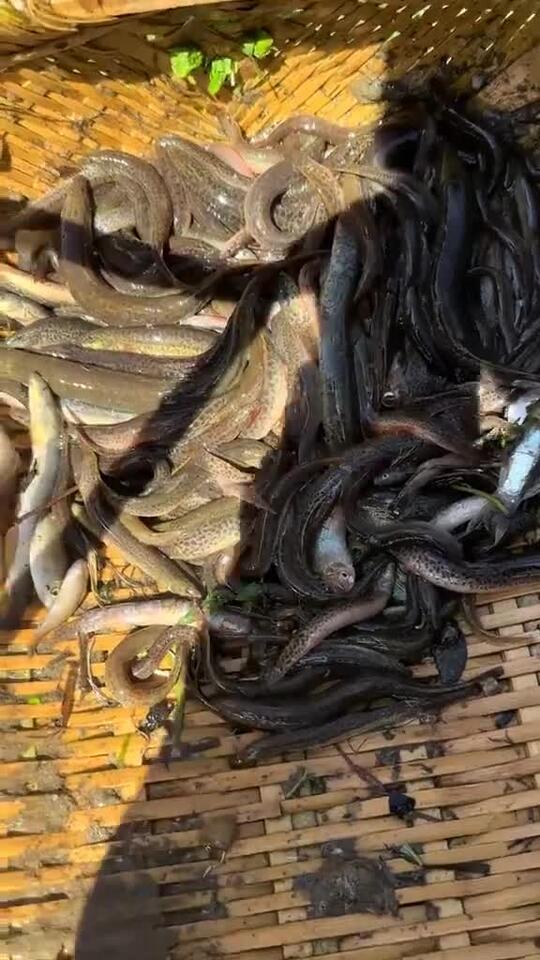 created by The Fishing Daily with The Fishing Daily’s original sound ...