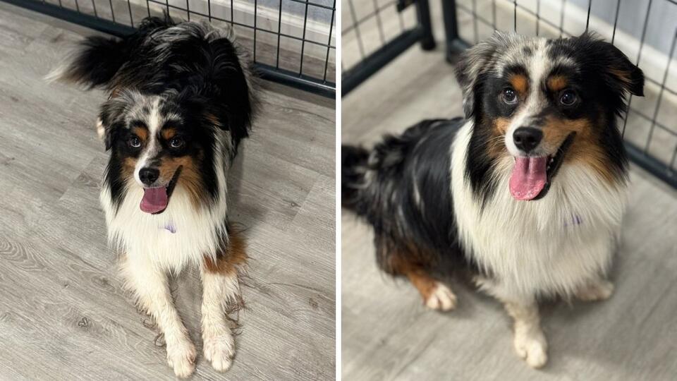 Meet The Happy-Go-Lucky Goofball Once Abandoned Now Looking For Love ...