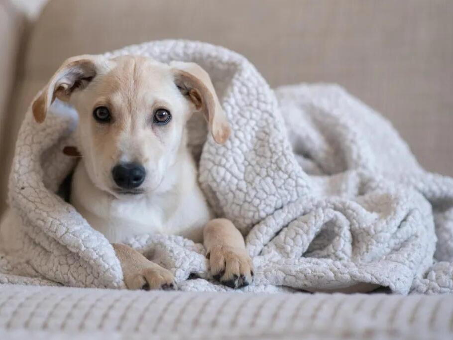 Adequan for Dogs: Uses, Dosage, & Side Effects