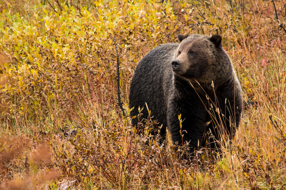 Judge gives feds 45 days to decide on Yellowstone grizzly bears ...