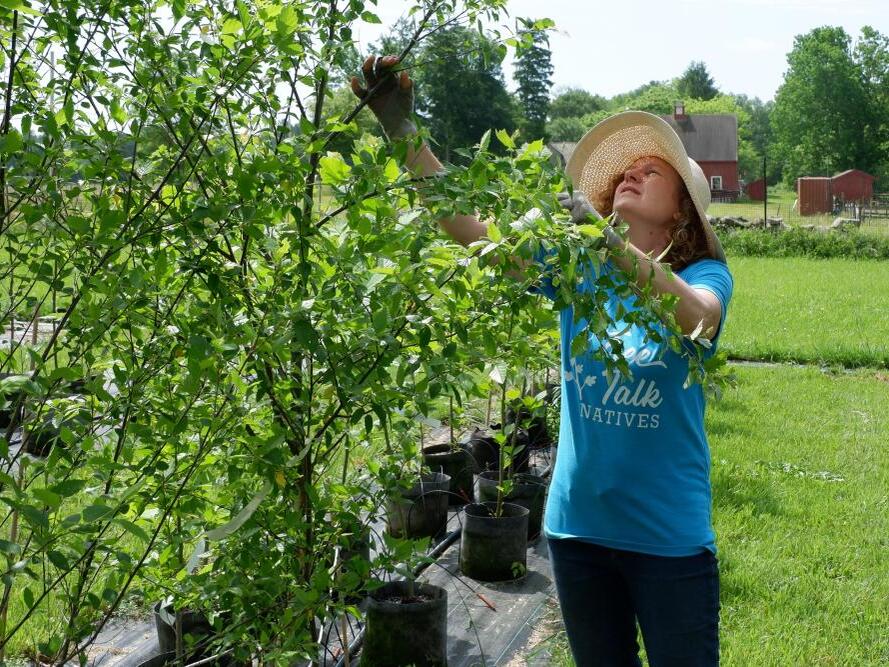 Native plants bloom at Rochester nursery
