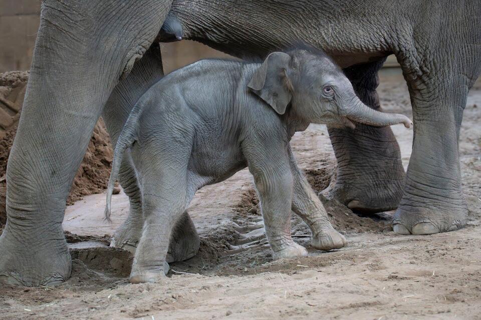 Oregon Zoo baby elephant is a female and it's named Tula-Tu - NewsBreak