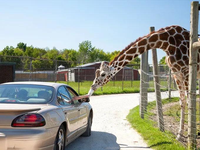 This Magical Drive-Thru Safari Park In Ohio Is An Unforgettable ...