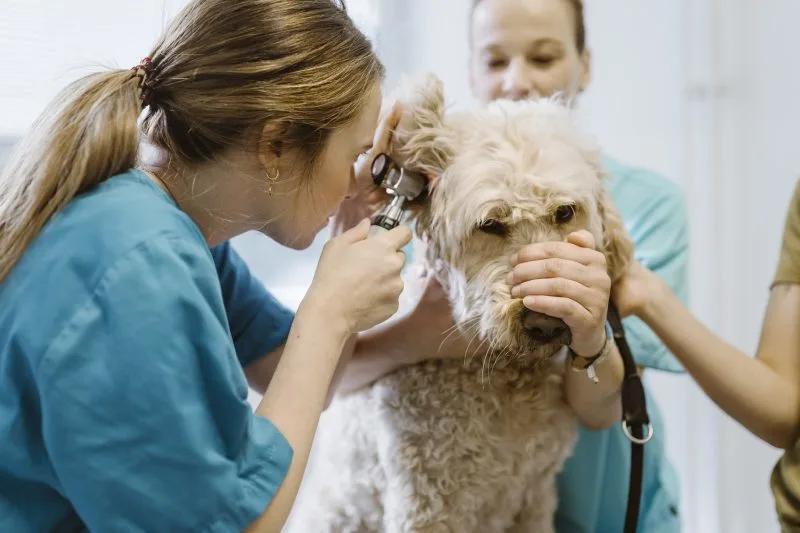 Jackson County Animal Hospital announces permanent closure - NewsBreak