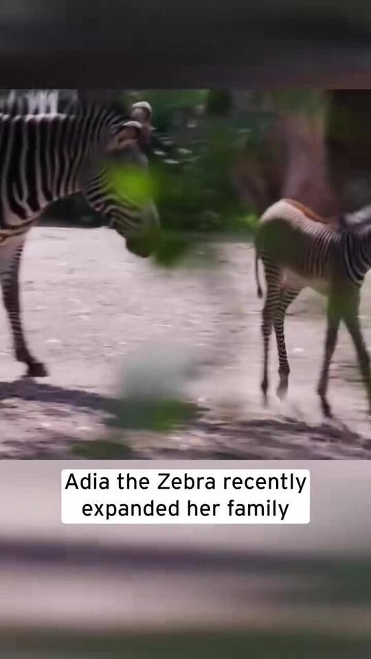 A new endangered family member is welcomed at Chicagos LincolnParkZoo ...