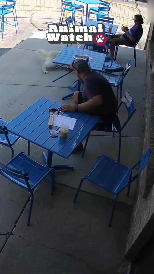 CAUGHT ON CAMERA Dogs Being Goobers - NewsBreak