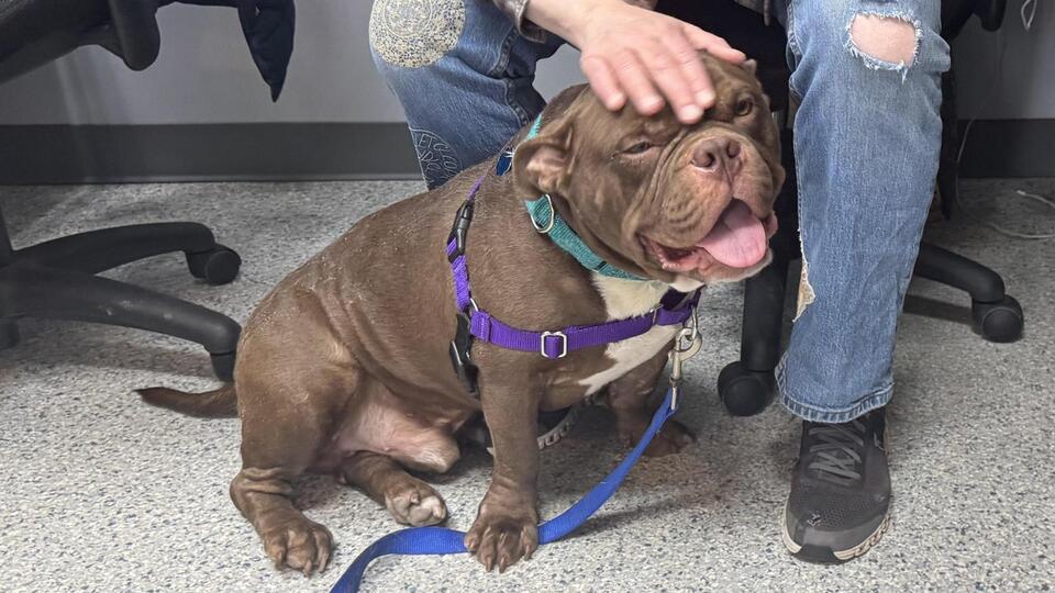 Local Shelter Introduces Loveable "Tank of a Dog" Looking For Love ...