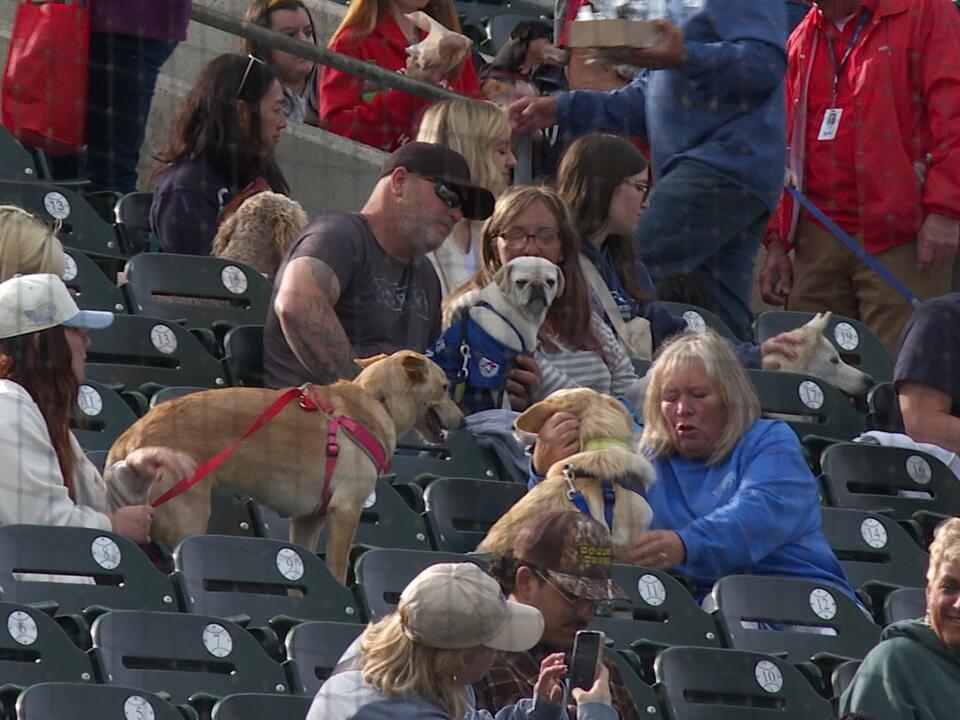 Furry friends stealing hearts instead of bases at Buffalo Bisons 'Dog ...