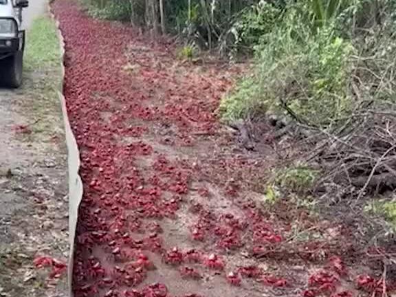 Millions of red crabs have taken over an Australian island in their annual migration spectacle ...