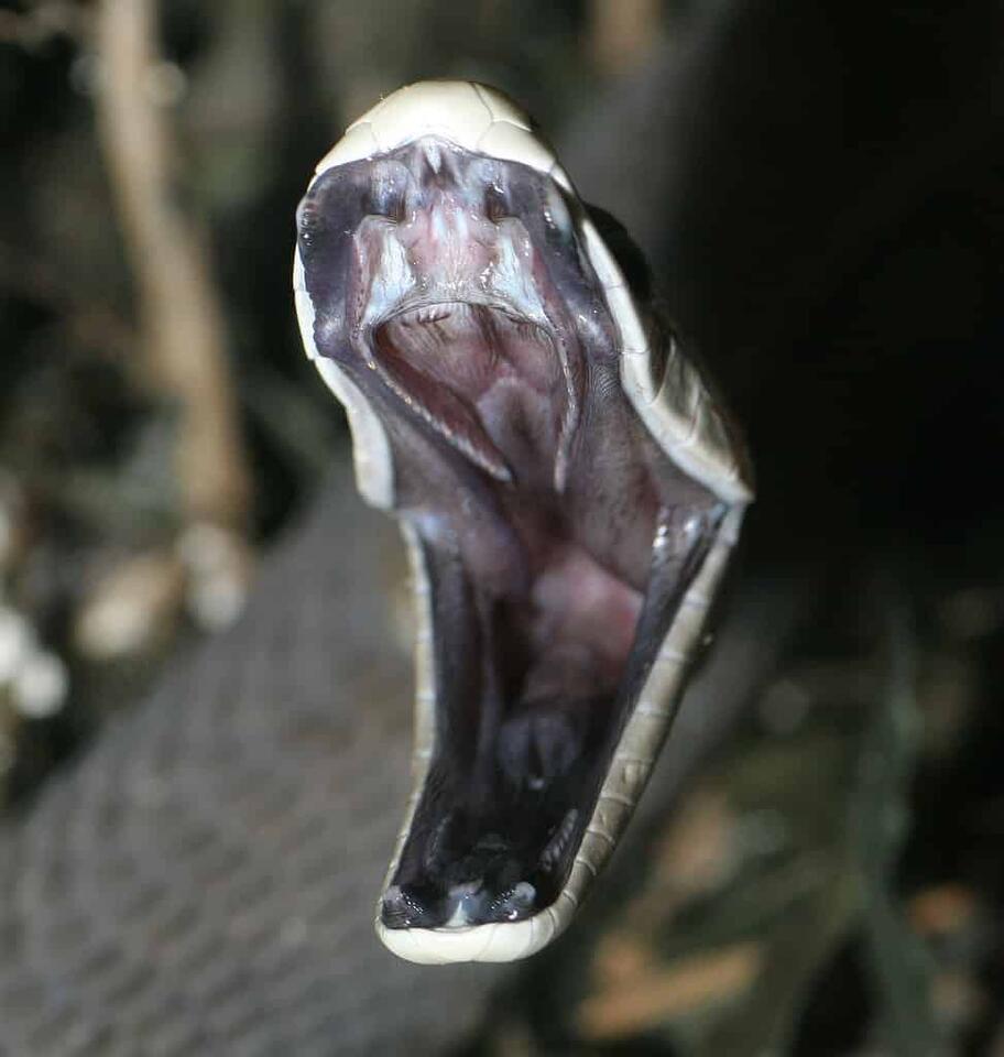 Meet the Venomous Animals That Are as Deadly as They Are Intriguing ...