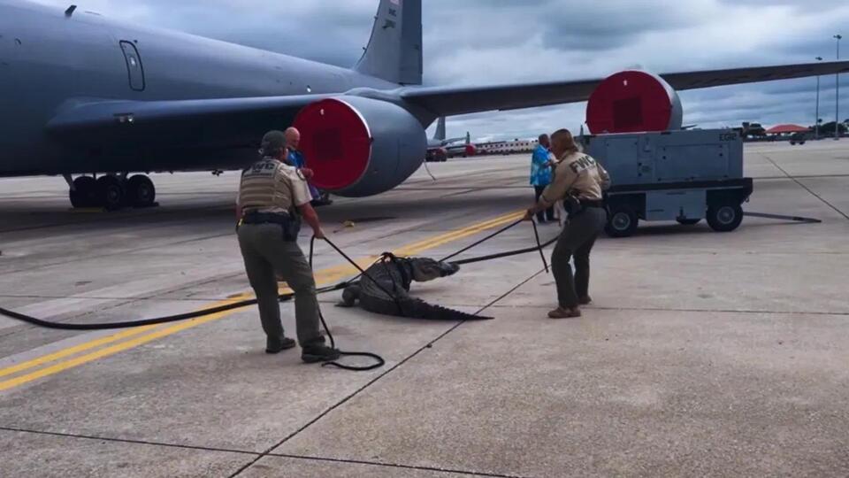 VIDEO: Gator wrangled on tarmac of Florida Air Force base - NewsBreak