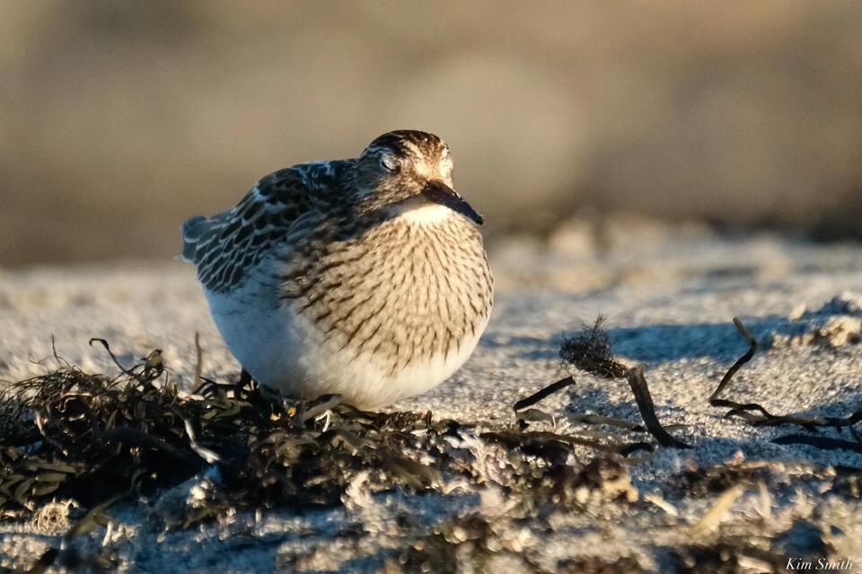 The Pectoral Sandpiper – Master of Migration and Don’t Fall Asleep ...