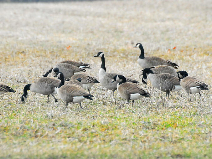 Commissioners oppose Sunday migratory bird hunting