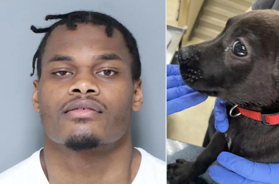 Man arrested in Ferndale, facing animal torture charges after witness ...