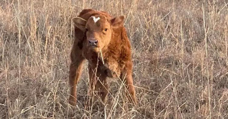 Adorable Calf With Heart-Shaped Spot Has People Everywhere Falling In ...