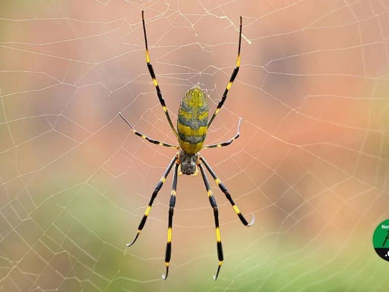 Invasive Joro spiders make their Pennsylvania debut