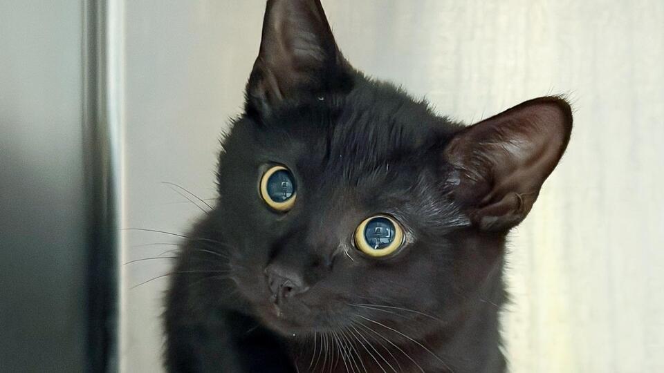 Spirited 4-Month-Old Kitten With Mismatched Name is Looking for a ...