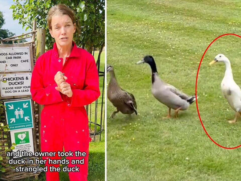 Heartbroken, US-born noble wants justice for beloved pet duck she says ...