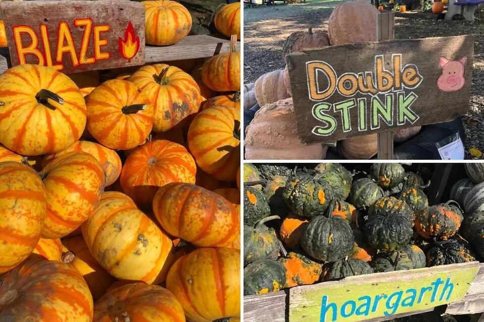35 Pumpkin Colors You Need to Try Instead of Boring Orange for ...