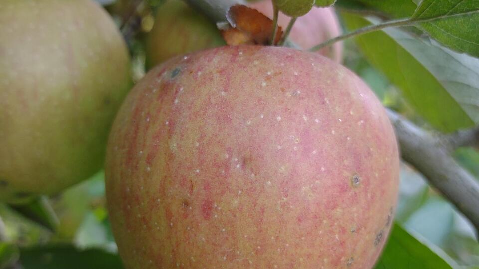 Remember Braeburn Apples? Here's Why You Don't See Them in Stores Much ...