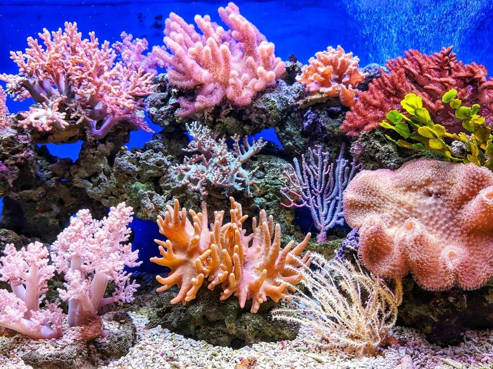 How Dr. Ruth Gates’ Research on Coral Reefs Could Be Key to Saving ...