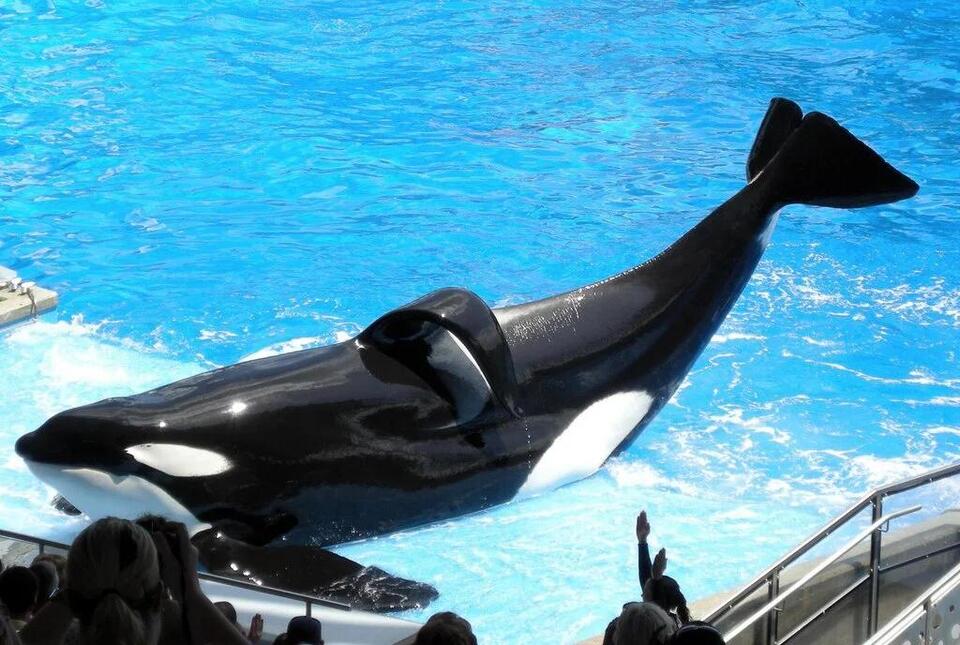 The Story of Tilikum: The Orca Who Changed the Conversation on Animal ...