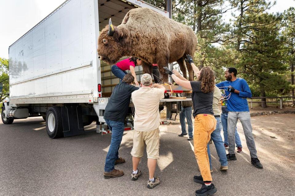 Denver museum gets its massive 650-pound stolen buffalo back - 50 years ...