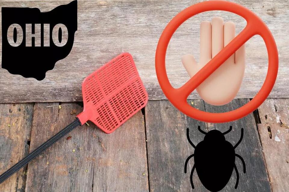 Squishing This Invasive Bug In Ohio Could Cause Big Problems - NewsBreak