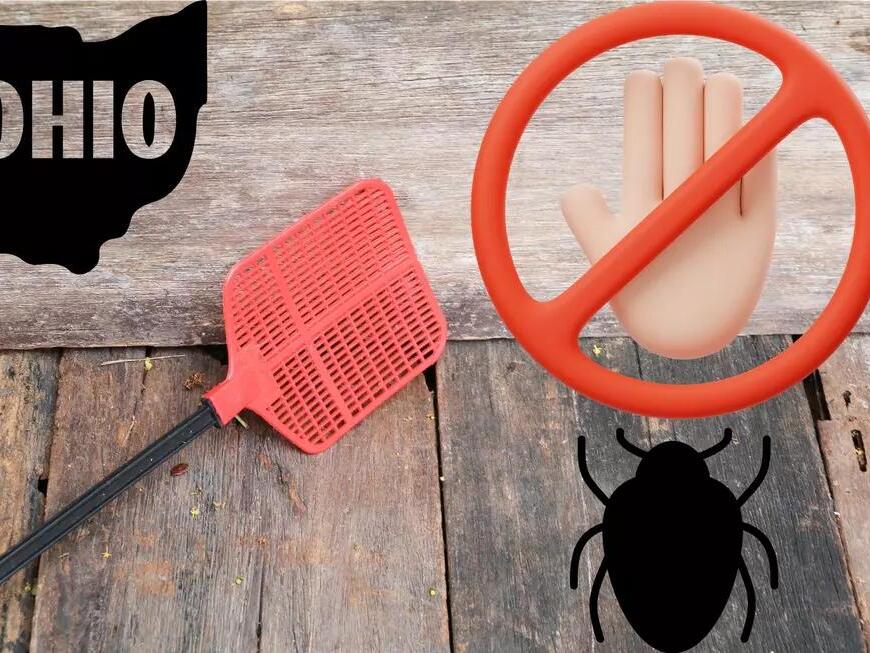 Squishing This Invasive Bug In Ohio Could Cause Big Problems