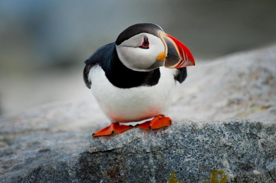 Puffin Day: How Puffins Use Tools and Form Lifelong Bonds - NewsBreak