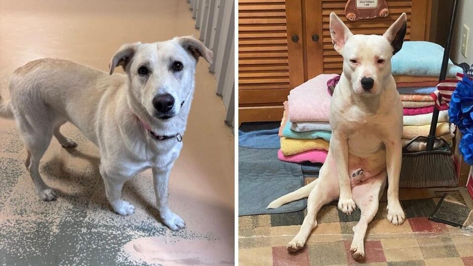 Massachusetts Animal Rescue Issues Urgent Call for Emergency Foster ...