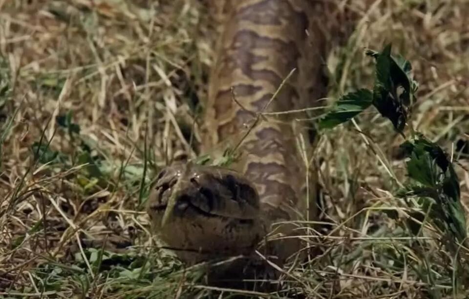 Idaho on Edge: Surge in Dangerous Snake Encounters Sparks Statewide ...