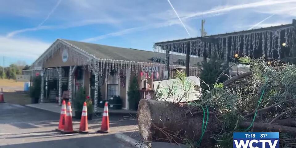 Havana Christmas Tree Farm says they’re ready for upcoming busy season ...