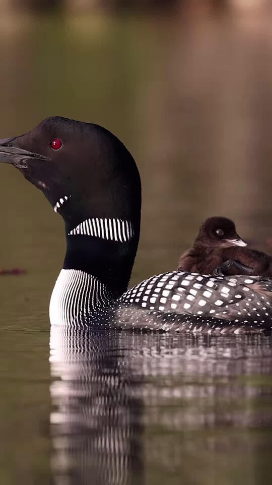 Common loons in Maine #loon #bird #wildlfiephotography #nature #animal ...
