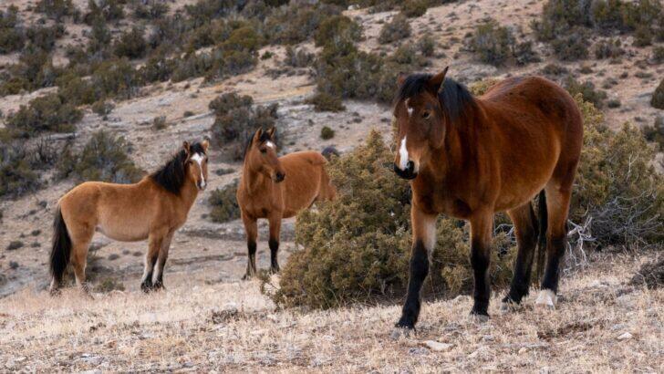 America’s Wild Horses Are More Than Just a Symbol; They’re a Vital Part ...