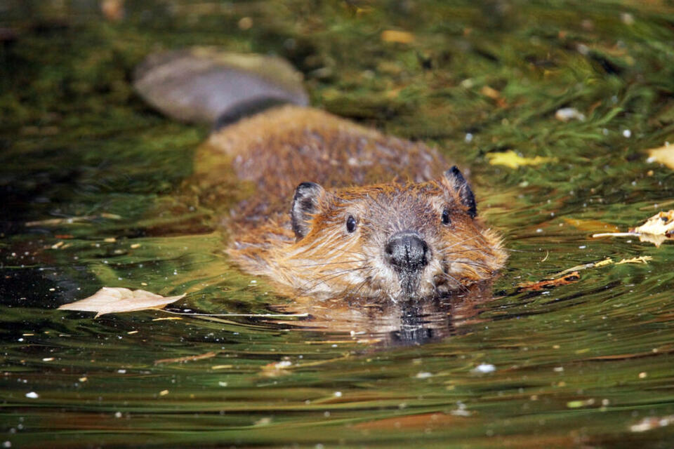 Beaver fever: Broaden your beaver bona fides at Beaver Bash in ...
