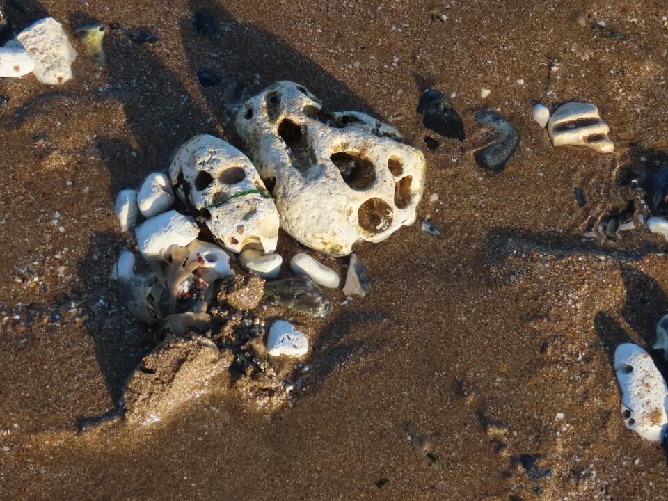 How Long Do Bones Last Without Fossilizing? It Depends on These Factors ...